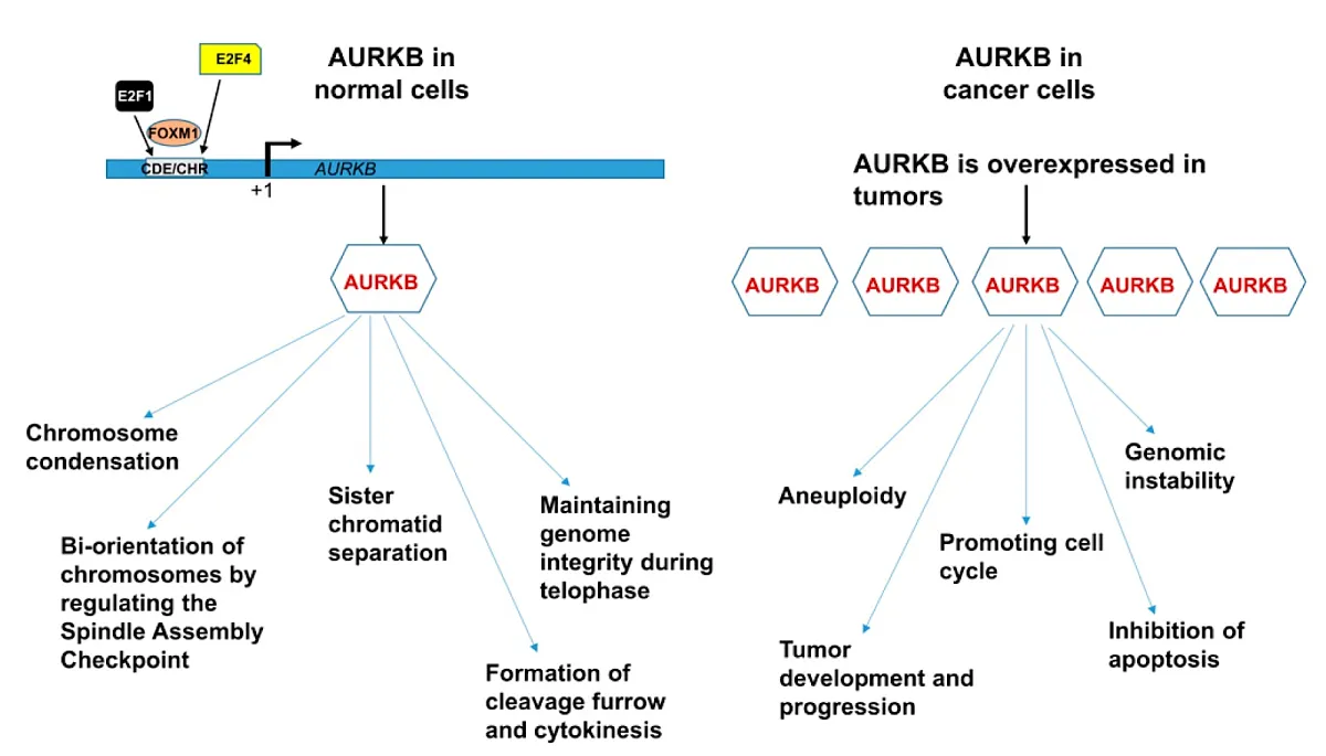Aurora quinasas: clasificación, funciones y diseño de inhibidores